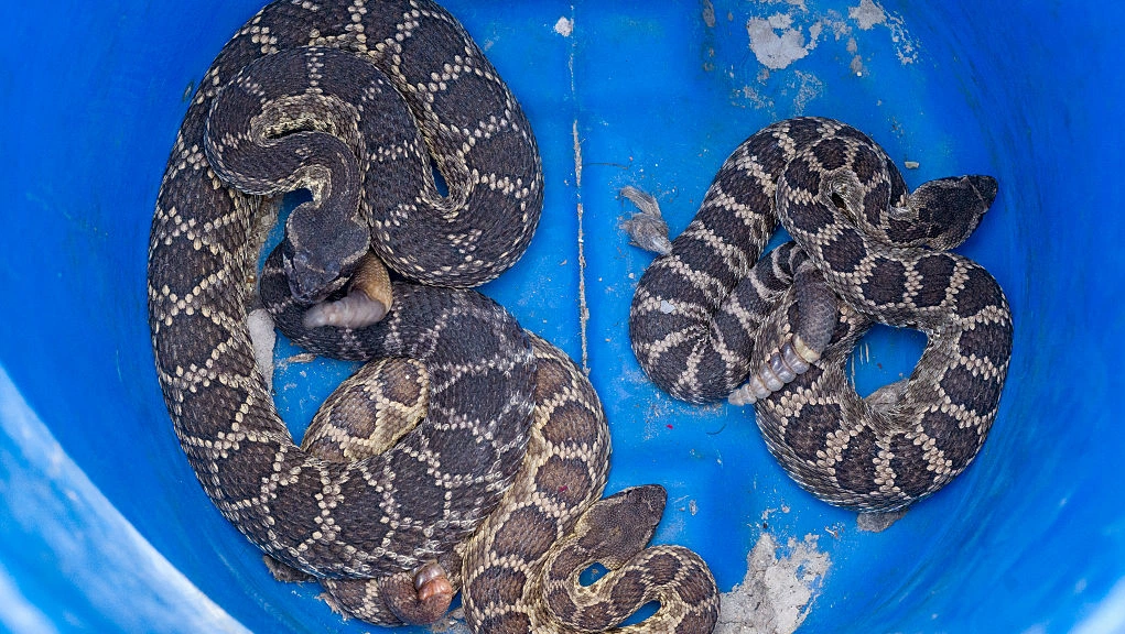 Snake-smart tips for safer outdoor adventures
