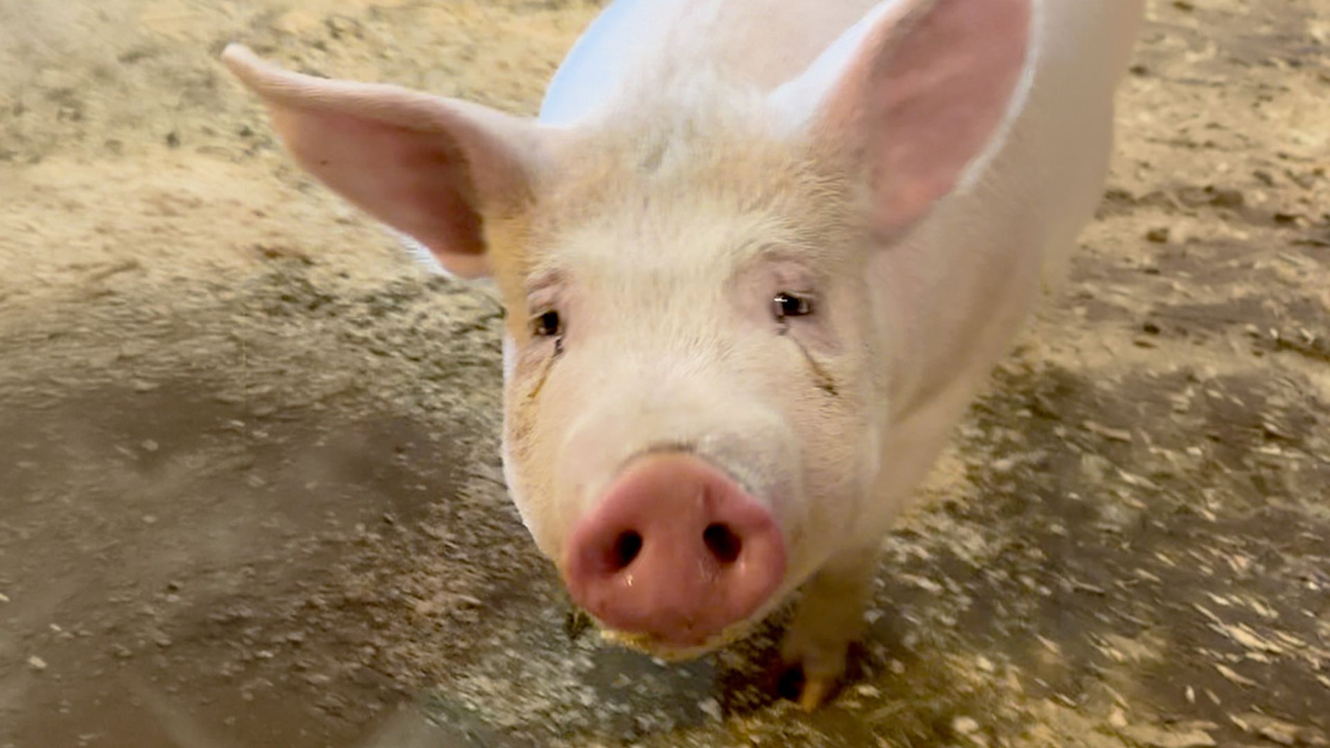 Pig stops highway traffic to save her own life