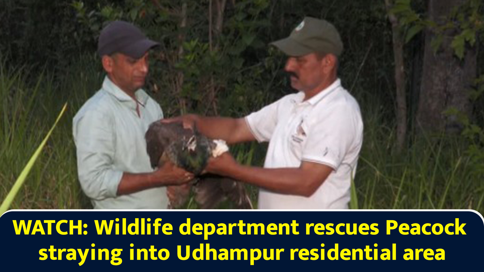 Watch: Wildlife department rescues peacock straying into Udhampur ...