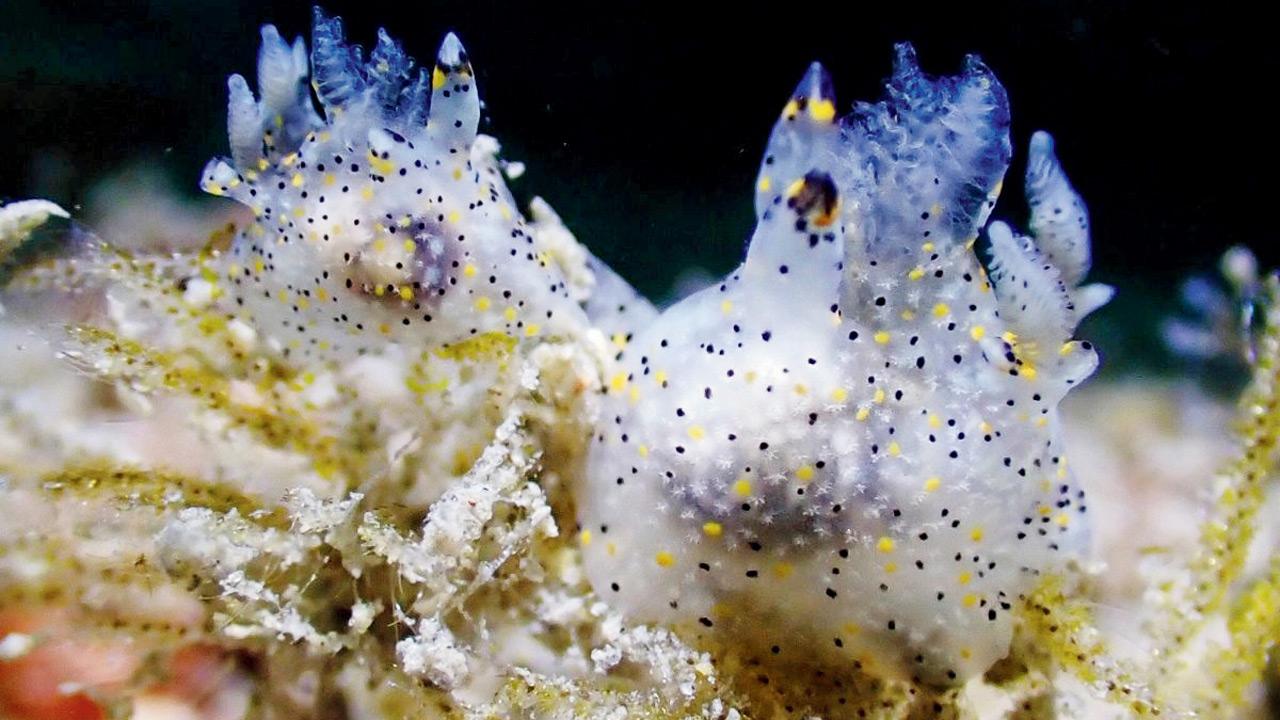 Tiny sesame seed sized sea slug discovered in Taiwan waters