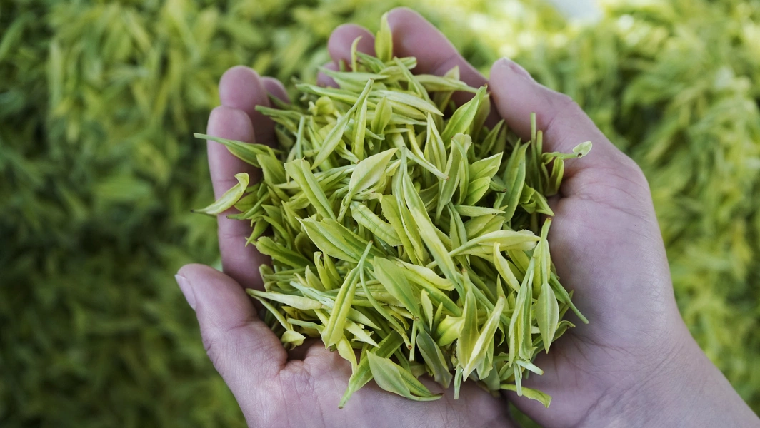 Daily green tea habits for a healthier heart