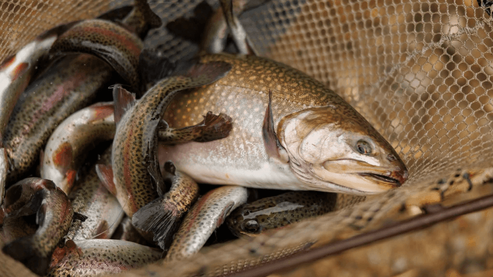 30 delayed harvest trout streams, 2 lakes open to harvest June 6 ...