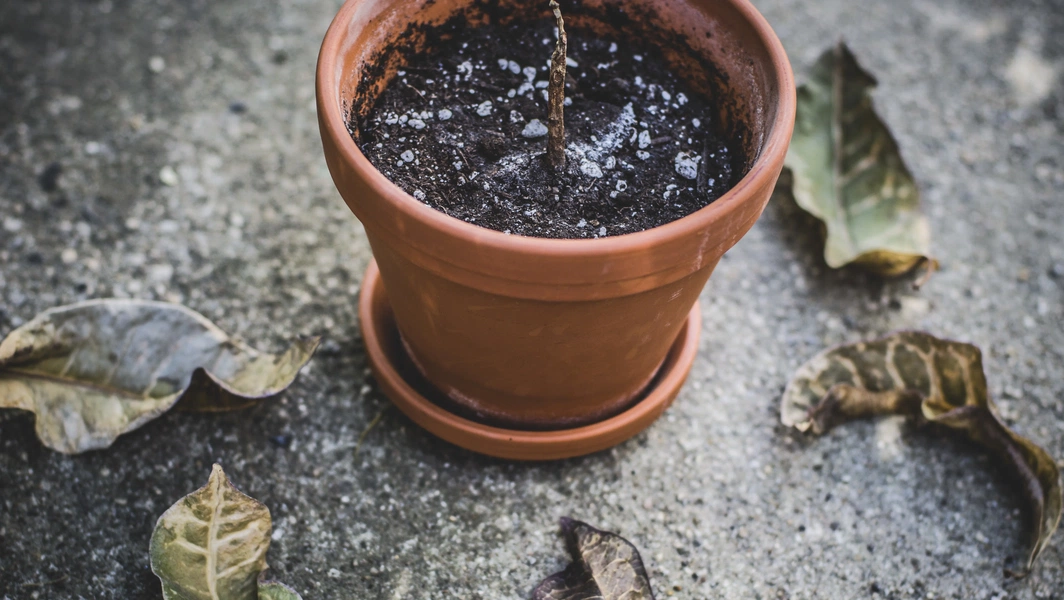 ZZ plant care made simple for happy leaves