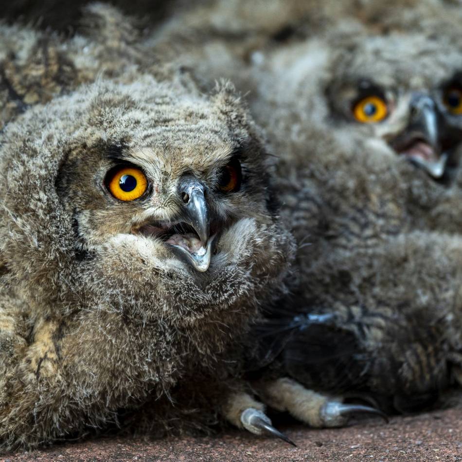 Wildes Uhu-Paar brütet im Zoo – vier Küken geschlüpft