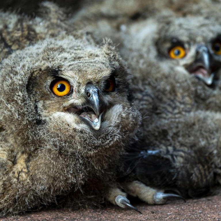 Wildes Uhu-Paar brütet im Zoo – vier Küken geschlüpft