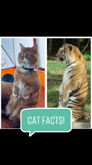 Cute cat or fierce tiger?