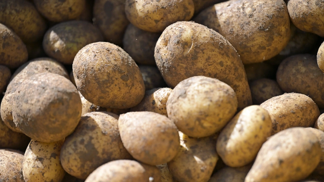 15 essential survival crops for long-term food security