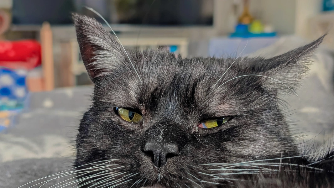 9 inspirations behind Scott Metzger’s pet cartoons