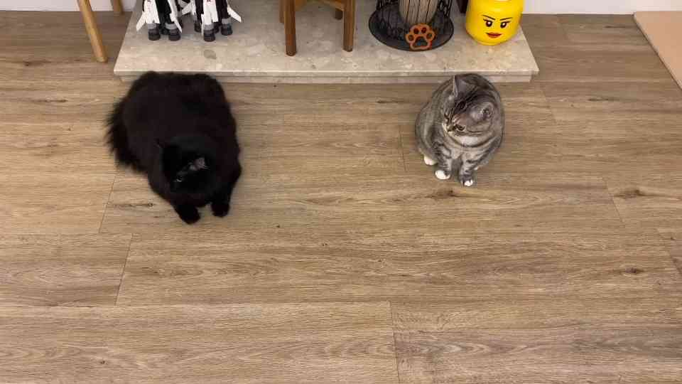 These cats became lord and lady – the royal pet upgrade