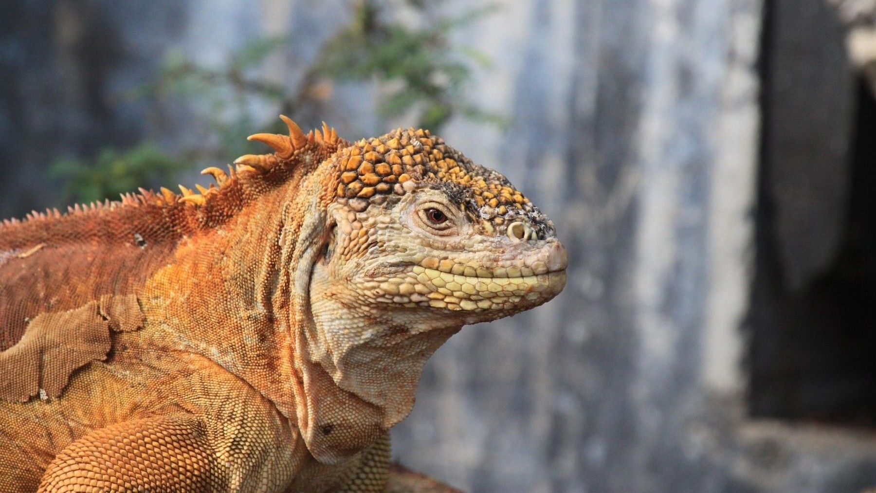 10 iguanas de Galápagos regresan a casa después de un rescate ...