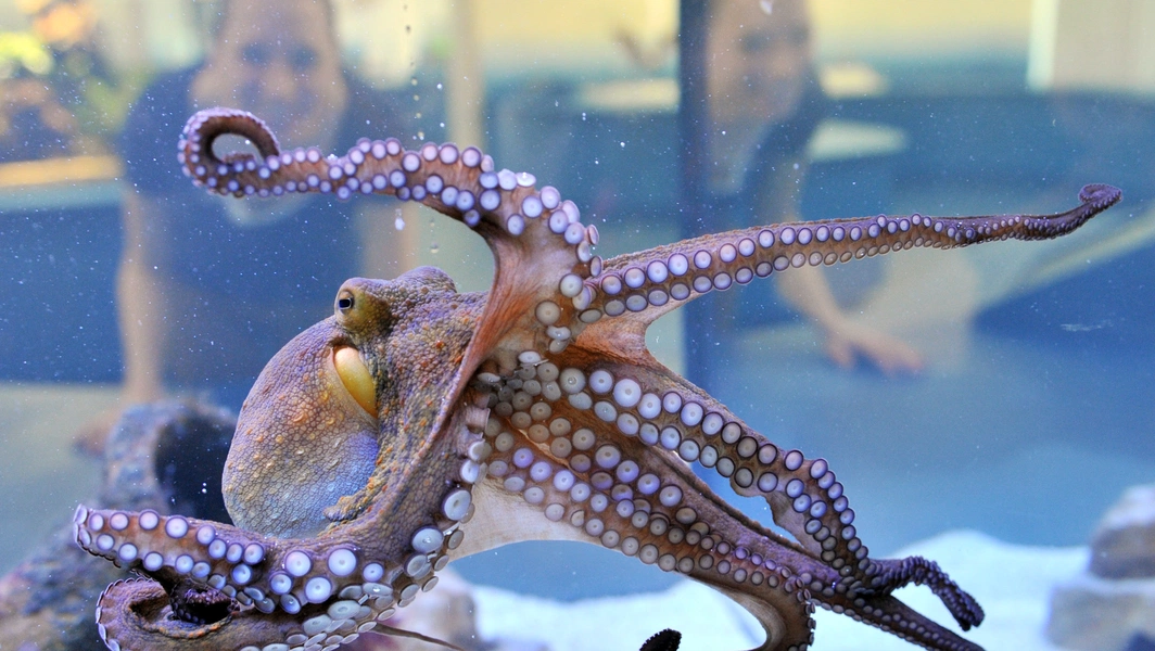 19 adorable animals that pose serious dangers