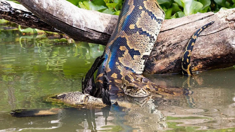 African rock python: Size, habitat, diet, and surprising facts about ...