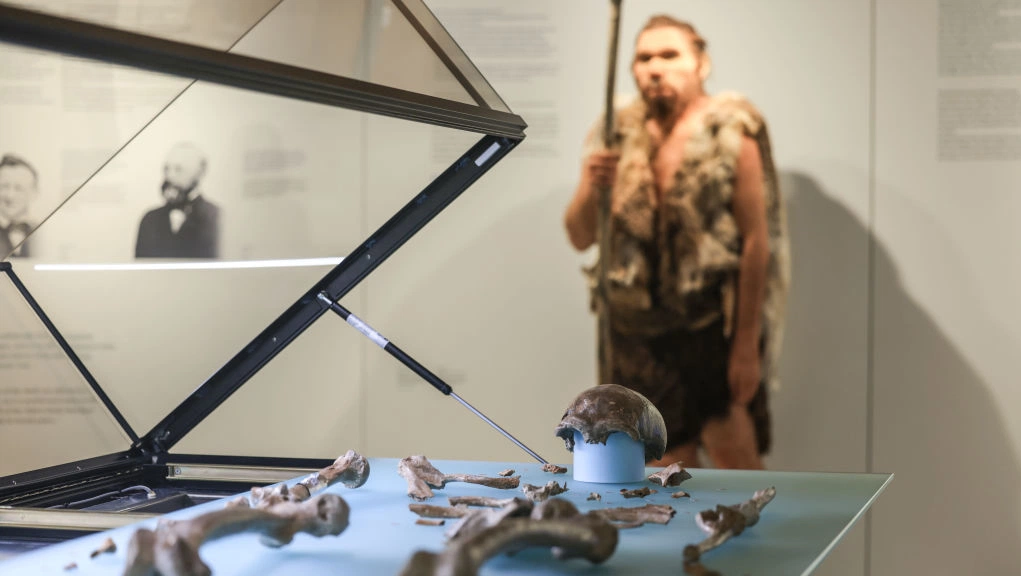 How Neanderthals endured and vanished in the Ice Age