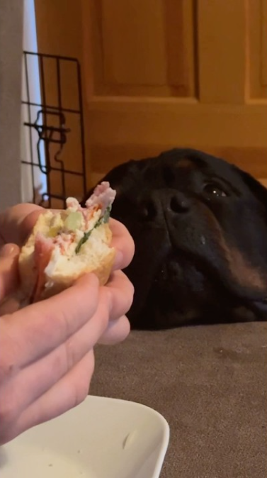 Those puppy eyes adorable Rottweiler moment you can’t ignore