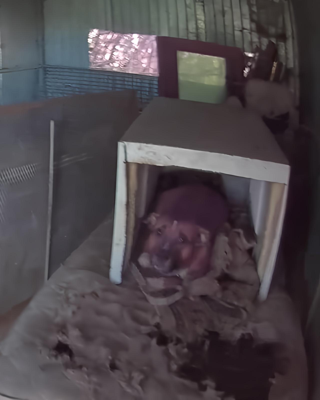 Maltrattava pitbull. Cane sequestrato
