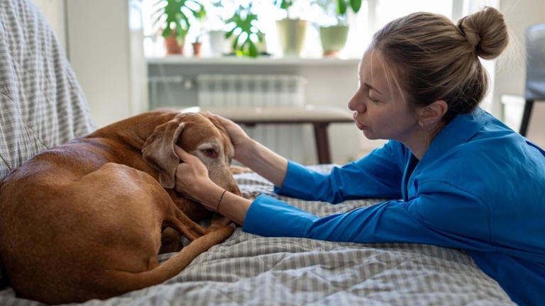 Si colocamos a un animal inseguro en una parcela con 30 perros más, no ...