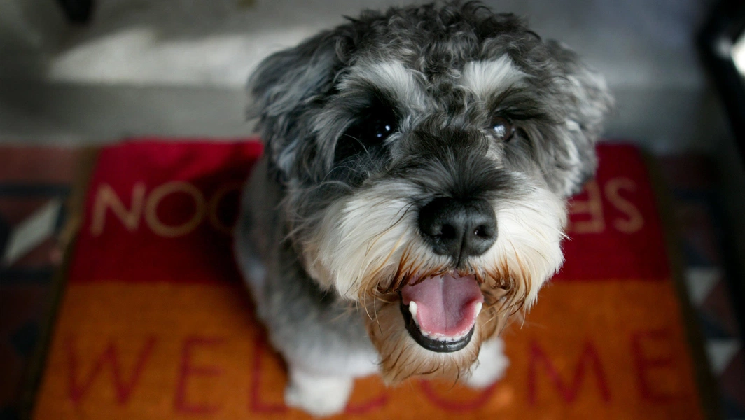 14 beloved guard dog breeds across sizes