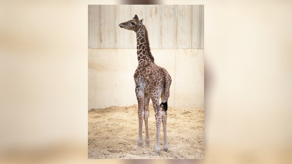 Ohio zoo announces name of giraffe calf