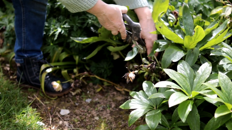 8 essential gardening tasks every gardener should prioritize