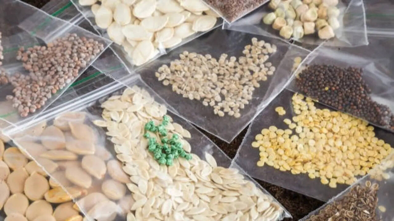 How to store plant seeds carefully: 6 simple tips to keep them viable ...