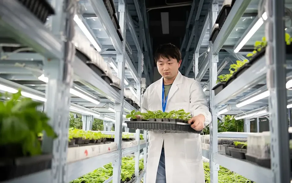 Photosynthesis hacks that could feed the future