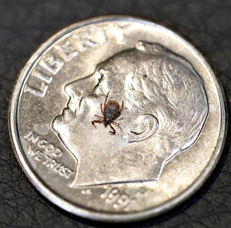 Rising temperatures extend tick season, increasing disease spread risk