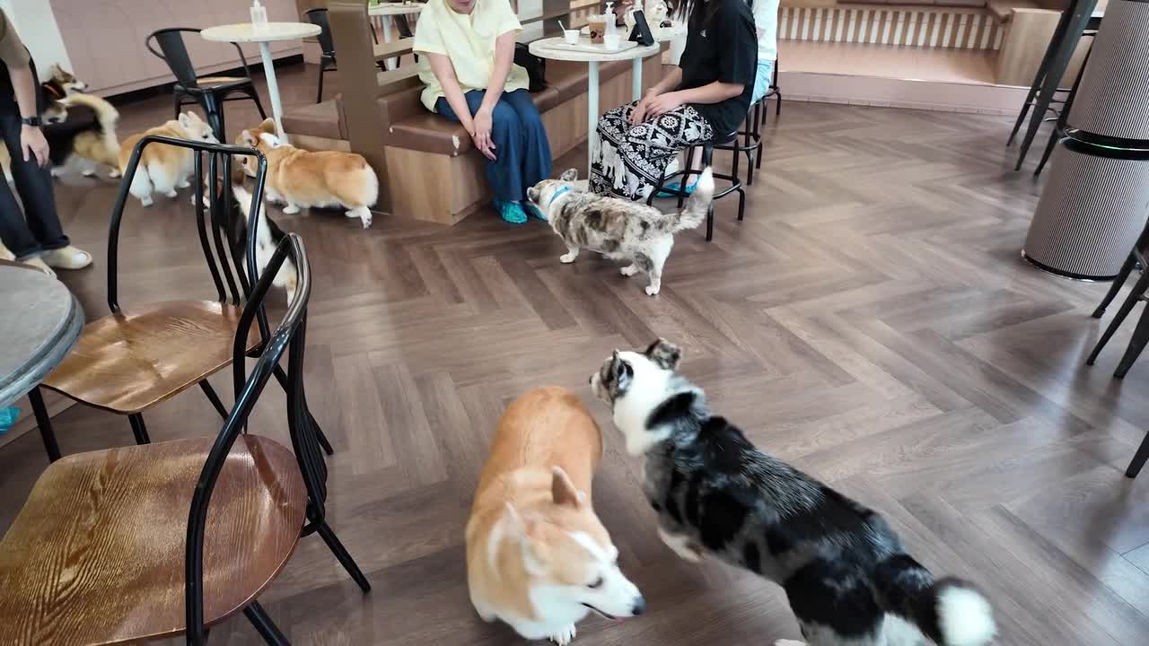 Play with dozens of corgis at this cafe in Bangkok