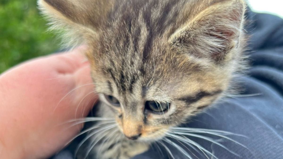 Kitten on the brink of drowning sparks a major rescue operation