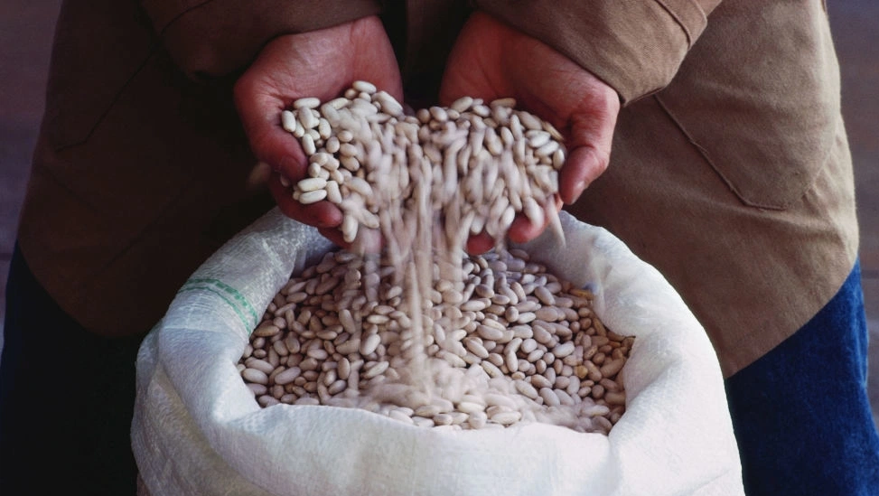 Beans that boost your health and plate