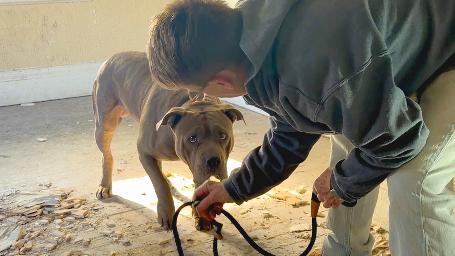 Pittie asks people to save him from an abandoned house