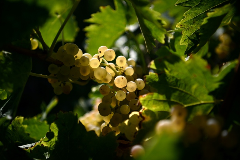 French wine growers plant trees to protect vines from climate