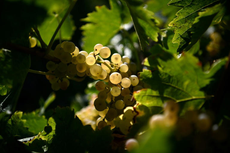 French wine growers plant trees to protect vines from climate