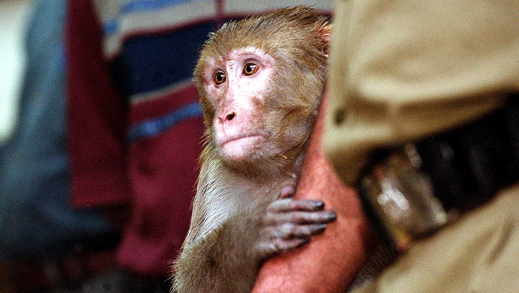 Monkey snatches ₹2 lakh in UP court, showers cash from tree