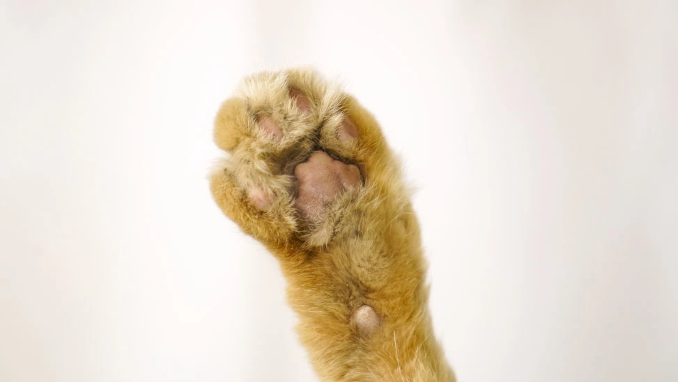 7 cat behaviors that secretly show affection