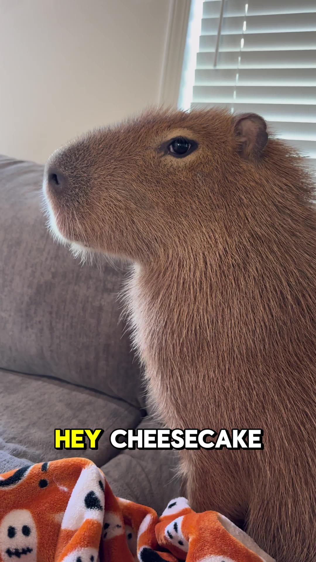 Capybara social time leads to unexpected reactions