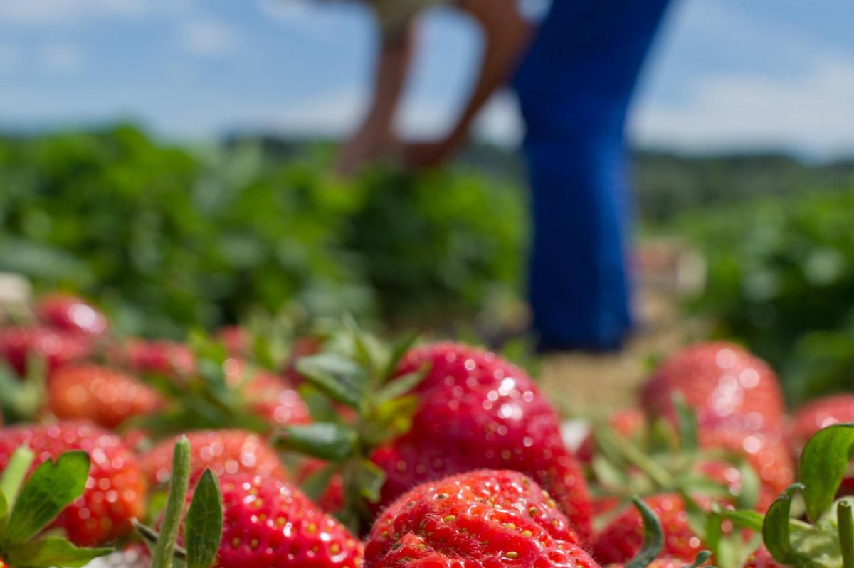 Erdbeeren selbst pflücken: Diese Felder haben im Raum Augsburg geöffnet