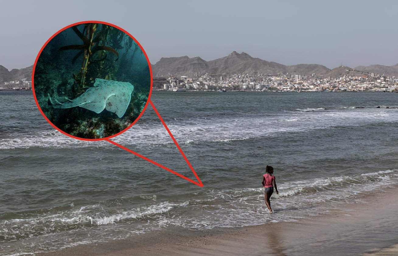 Un tiburón angelote muerde a una bañista en Lanzarote pero la biología ...