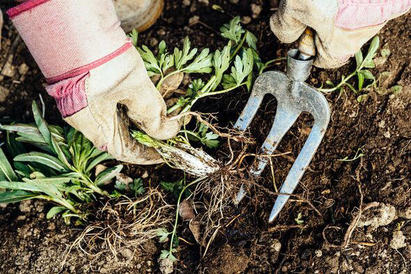 Garden weeds will wilt by laying 1 household item on the soil - no ...