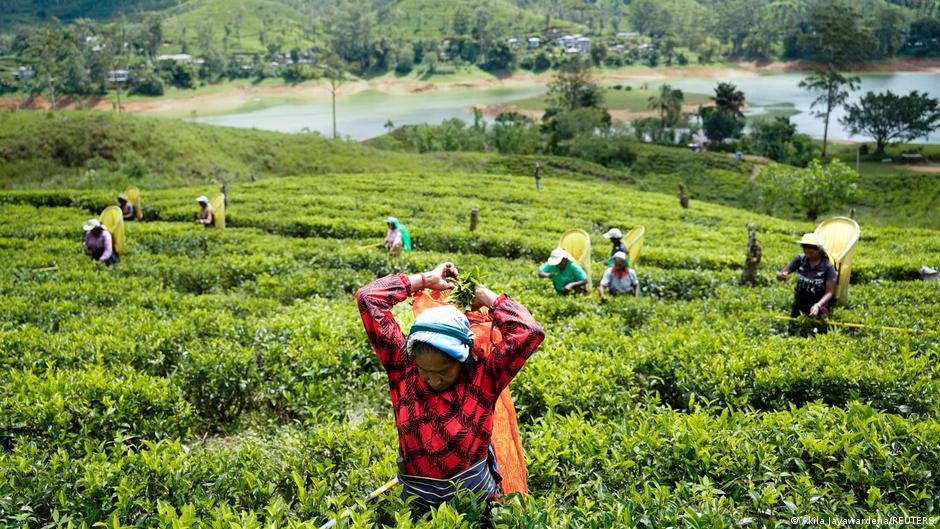 Iran war plunges Sri Lanka tea industry into crisis