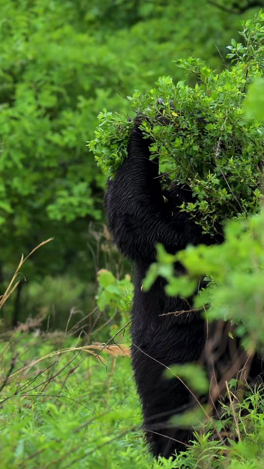 Black bear finds shelter during a storm