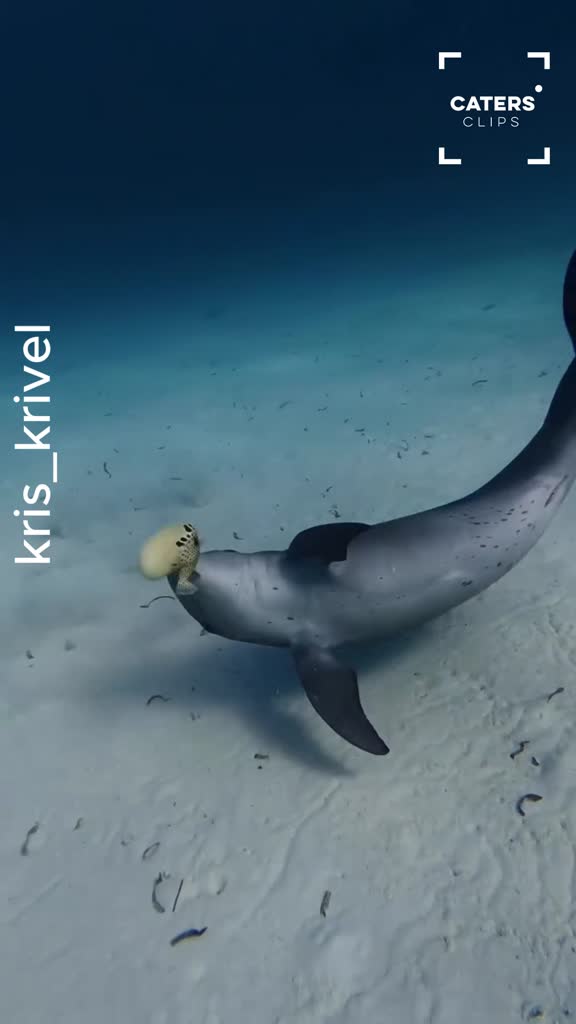Dolphin plays with lone pufferfish