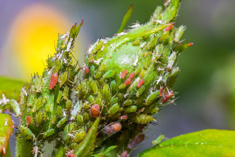 This £1 kitchen staple could be the secret to saving aphid-hit roses