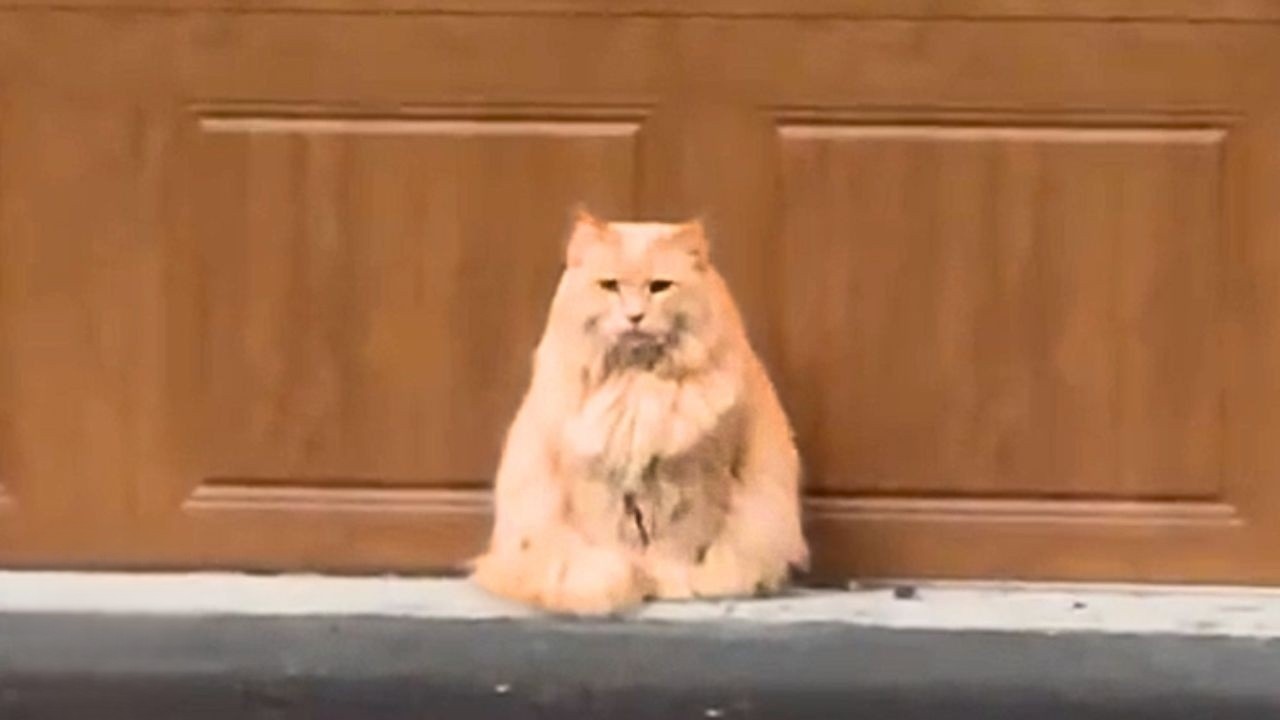 Stray cat showed up looking for food - and ended up choosing his ...