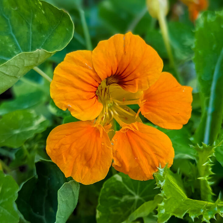 5 favorites: Flowers to sow in June for an autumn bloom