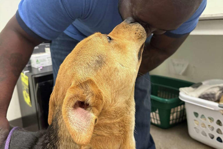 Bay Area shelters rush to recover dogs from 'no-kill' rescue after ...
