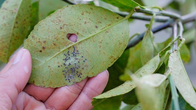 This pest causes the biggest damage to your plants — how to stop thrips