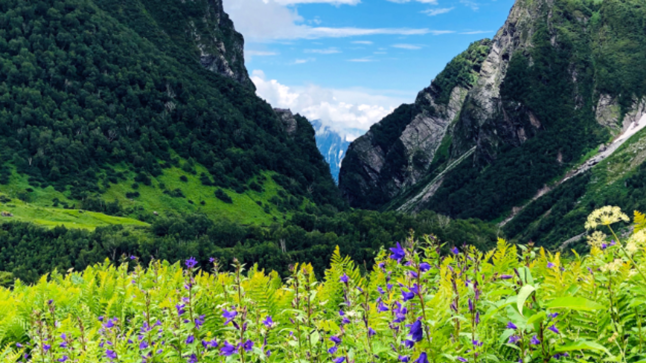 Uttarakhand's Valley of Flowers opens for tourists: Everything to know ...