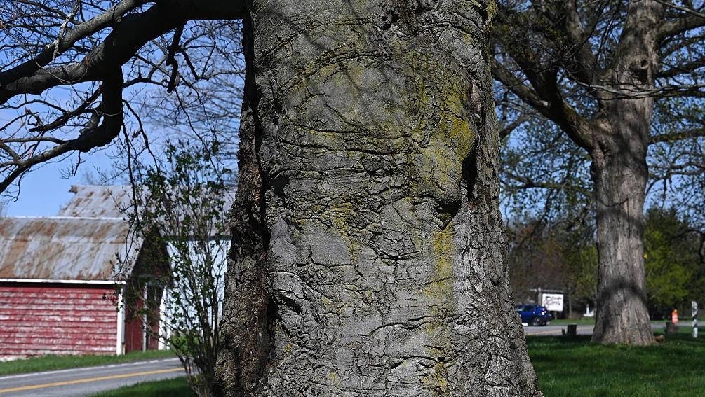Why tree trunks are painted white