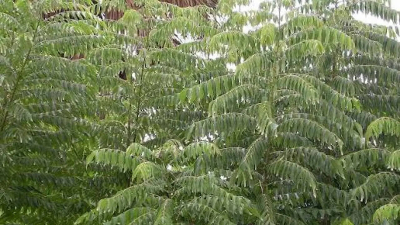 The forgotten Indian herbs your grandparents grew that modern kitchens ...