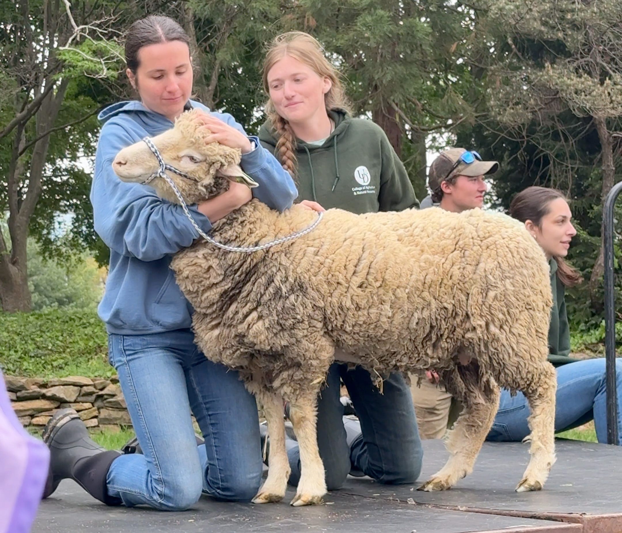 Delaware sheep shearing season is here, and it’s a workout